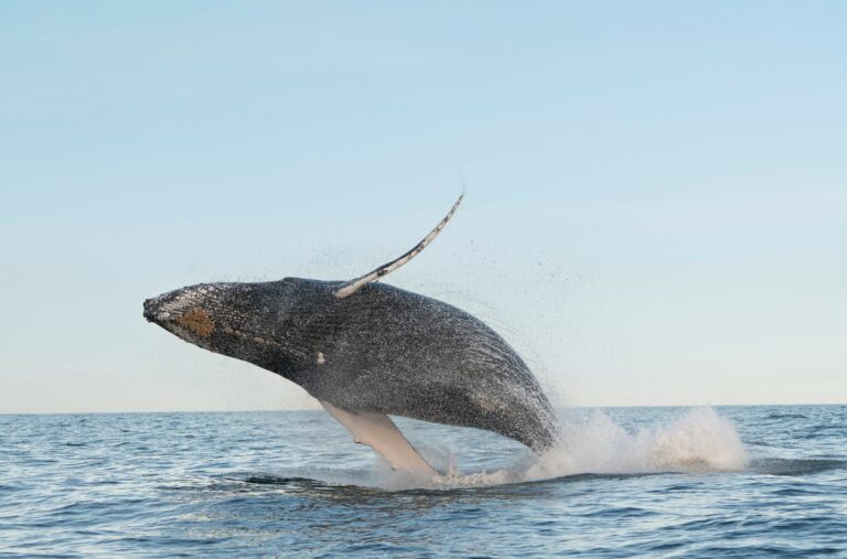 Pacific Palms Holidays - Discover Blueys Beach, Boomerang Beach, Seal ...