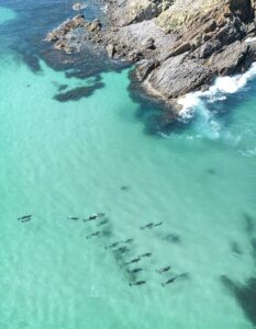 Top 6 Things to Do in Seal Rocks: A Nature-Lover’s Paradise - Pacific ...
